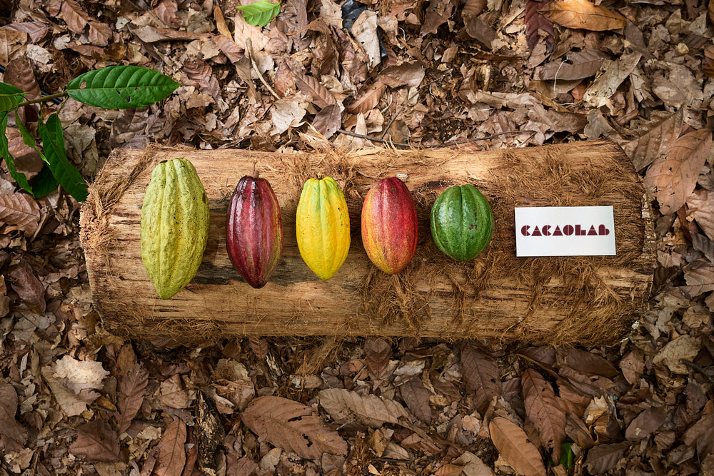 Cacao wonderland with premium dark chocolate, bakery and cafe delights ...