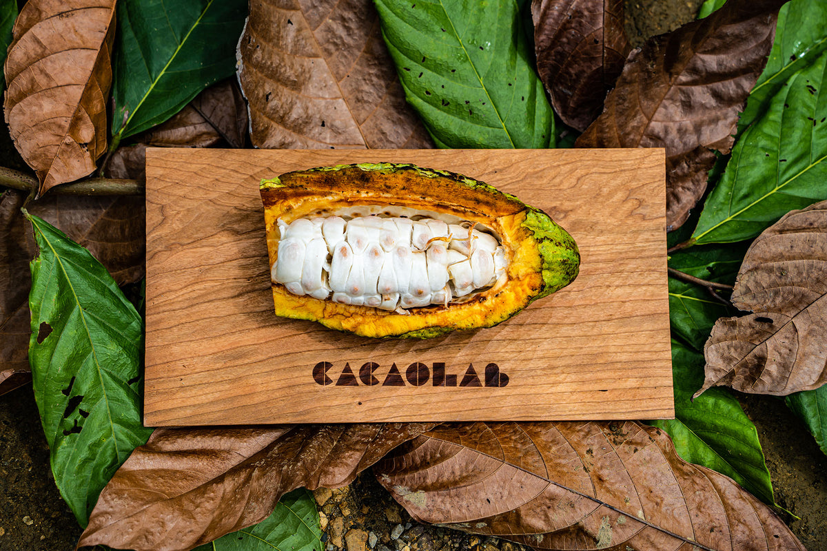 Cacao Museum – CACAOLAB