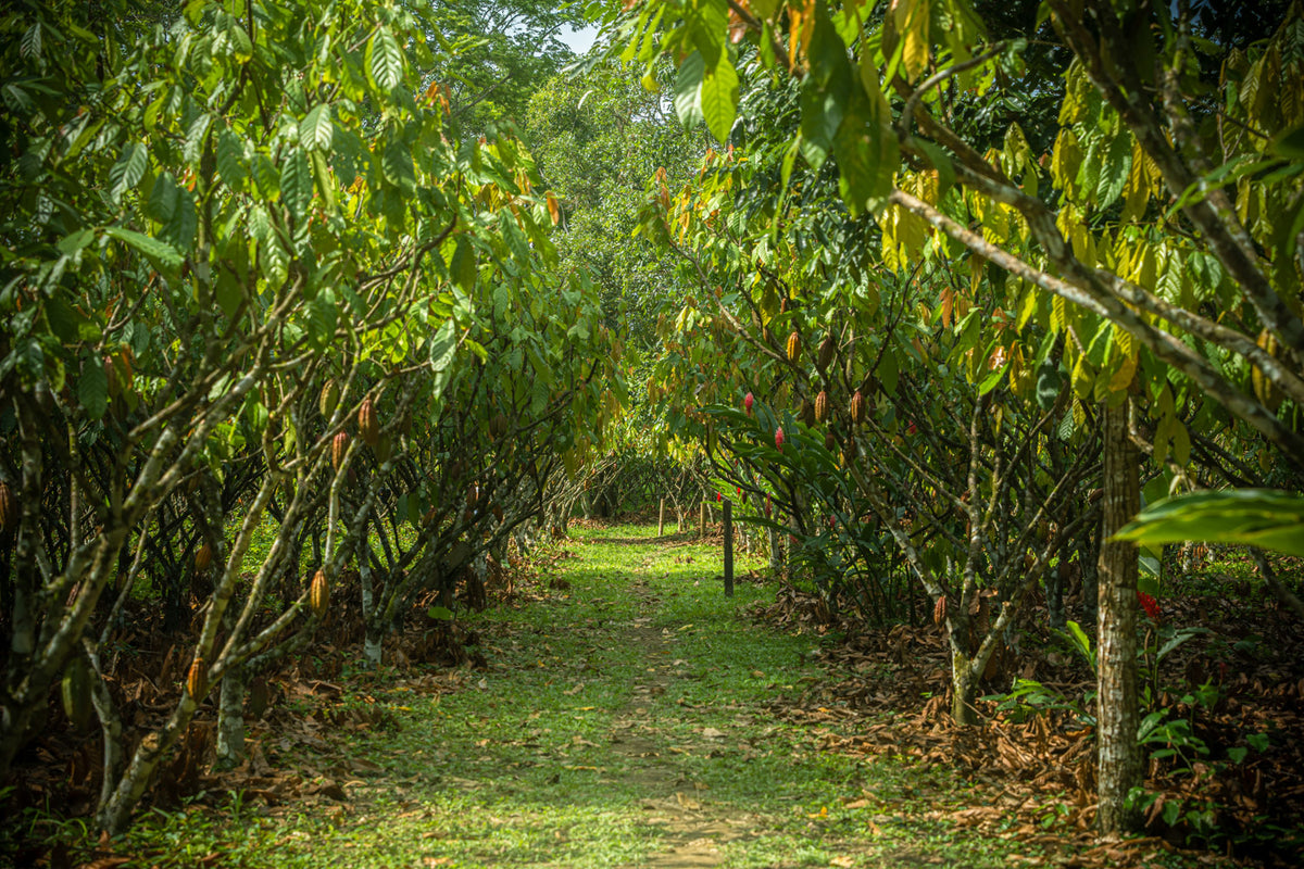 Our Cacao – CACAOLAB