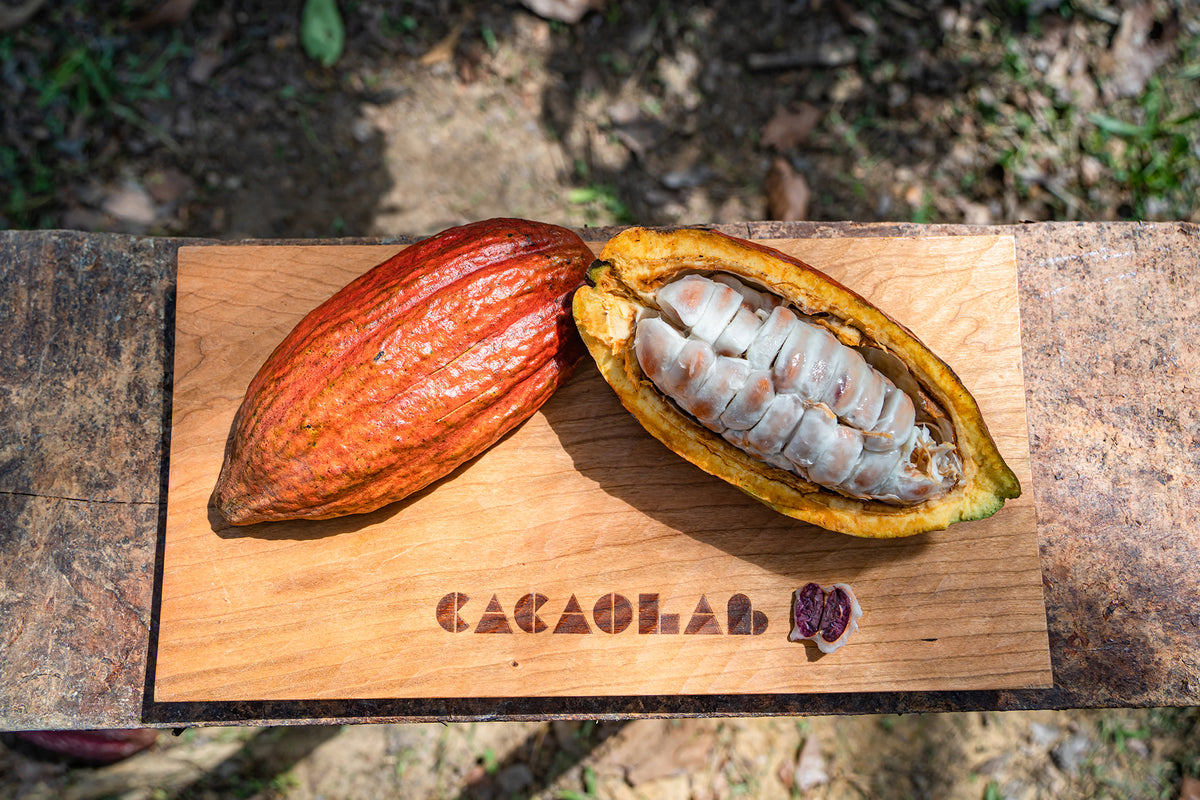 我們的故事 – CACAOLAB